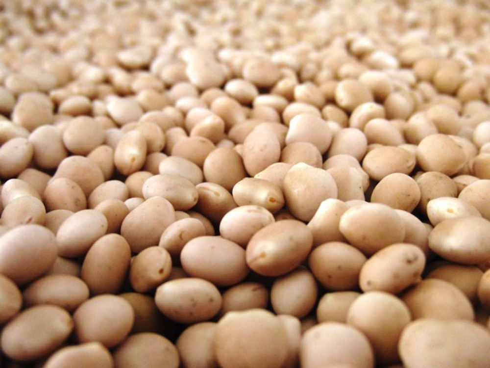 Biolandhof Kelly Shop - Lupinensamen keimfähig